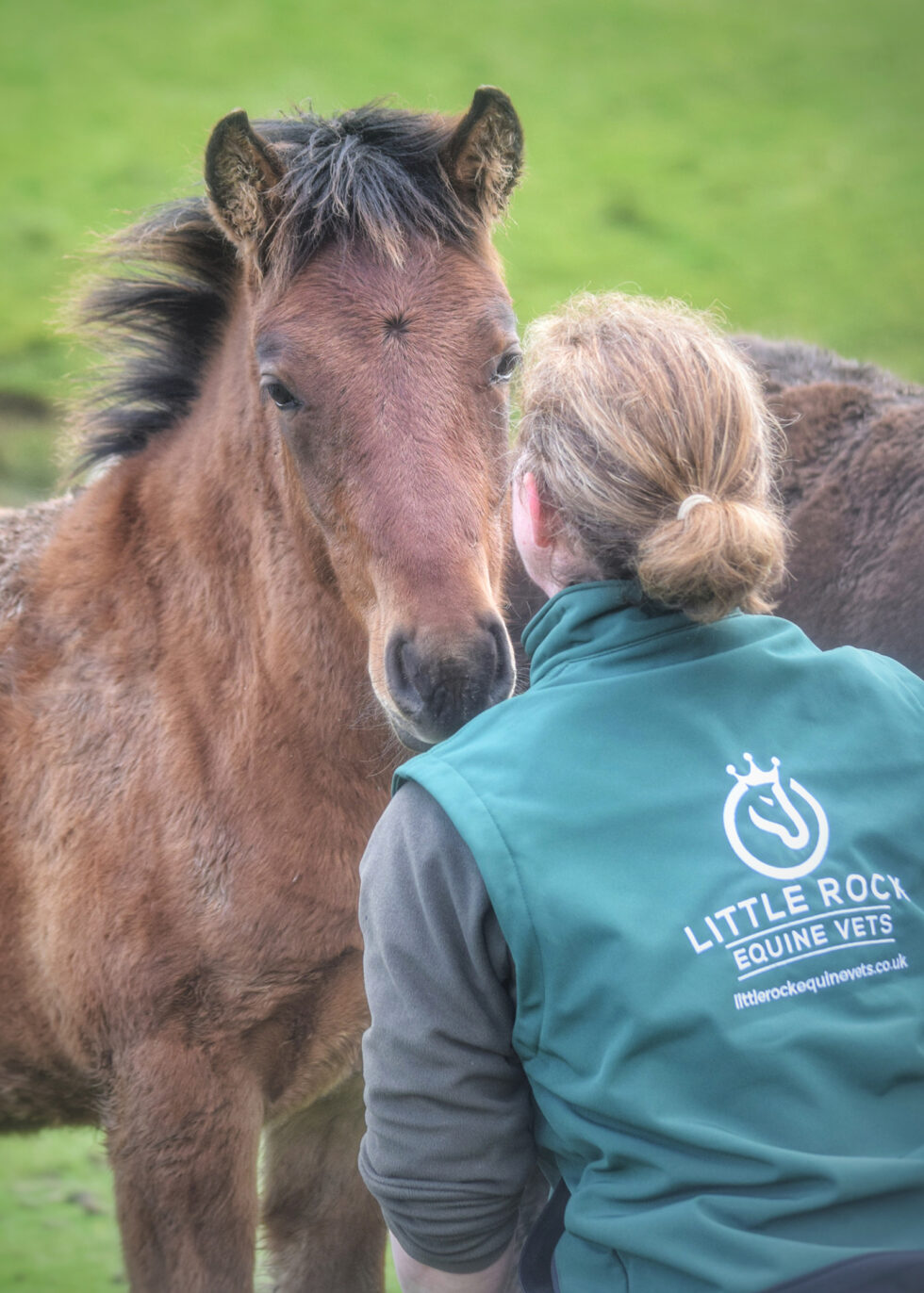 Equine Vets Staffordshire | Little Rock Equine Vets