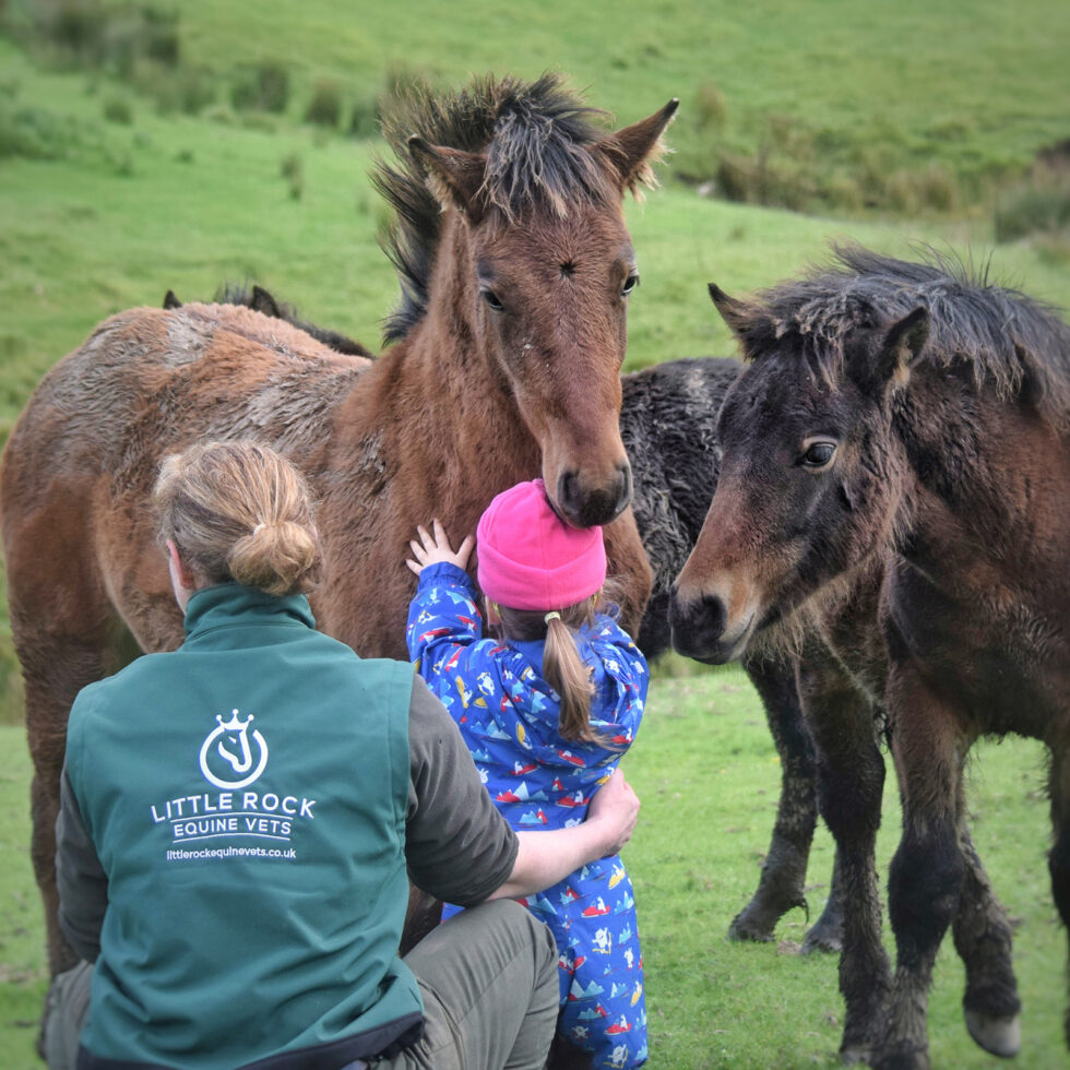 Equine Pregnancy Diagnosis | Little Rock Equine