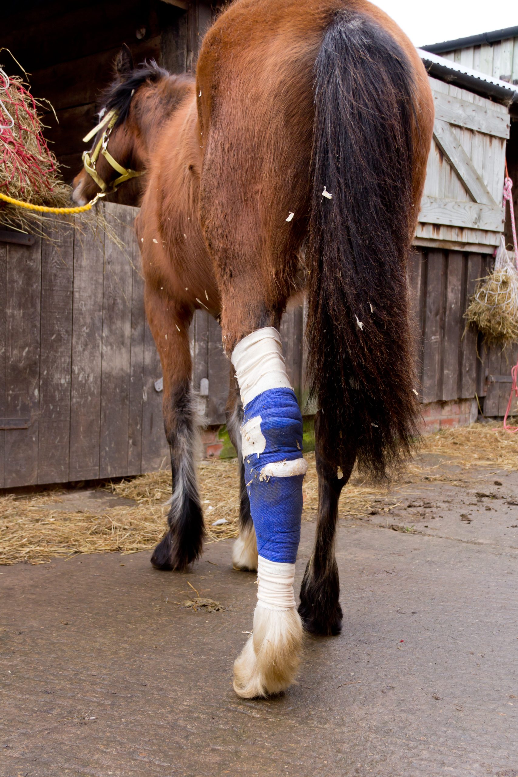 Equine Sepsis | Little Rock Equine