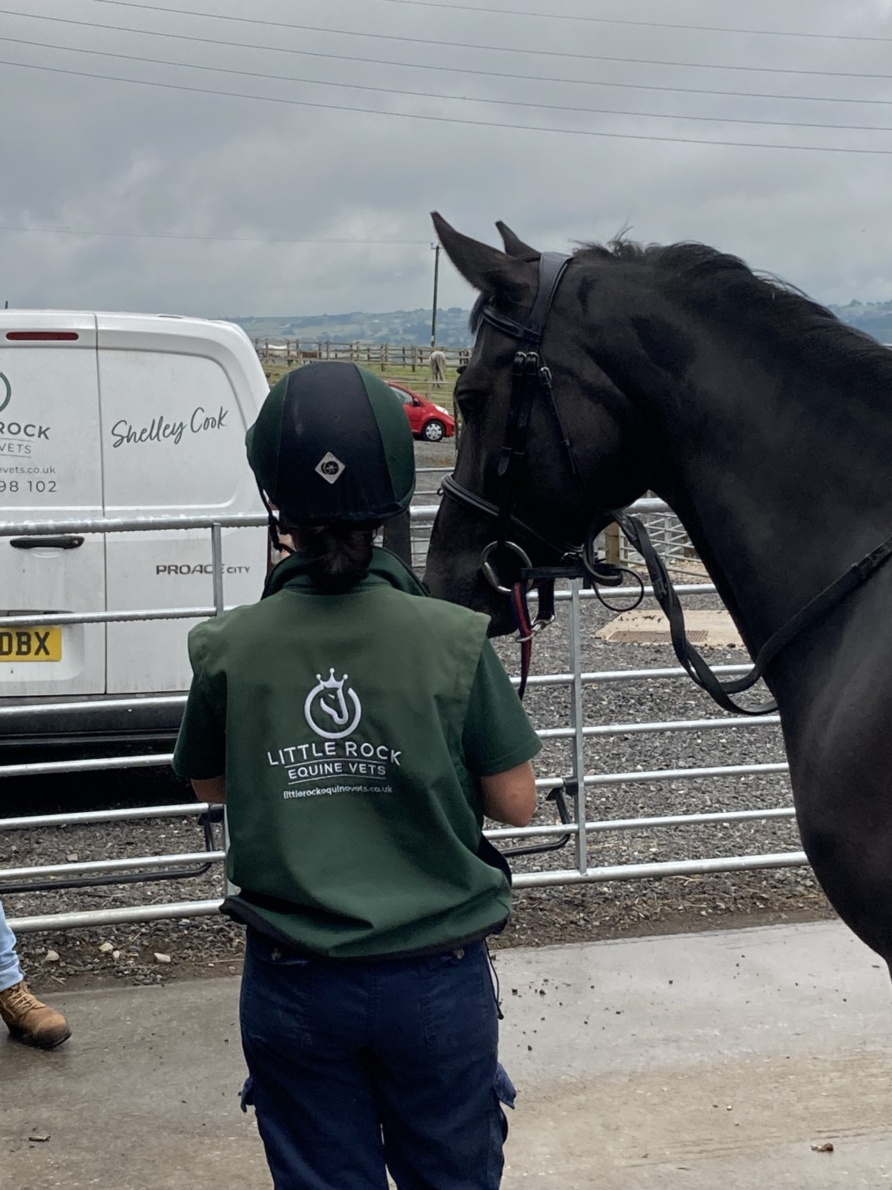 Equine Vets Staffordshire | Little Rock Equine Vets